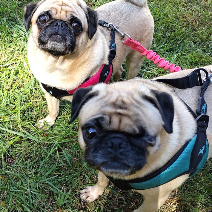 Meet Princesses Rita Jane and Janet Victoria - Appalachian Pug Rescue